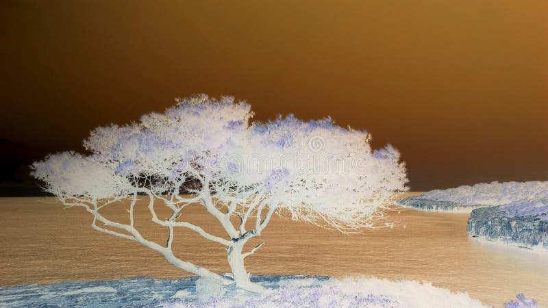 Mallorca Tree Negative Picture Stock Photo - Image of tree, negative ...