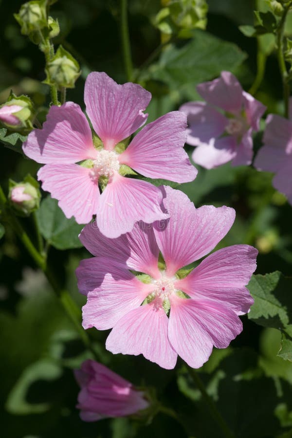 Mallow stock image. Image of green, color, pink, beauty - 10534387