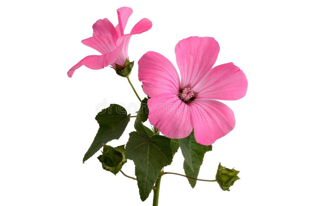 28,053 Mallow Stock Photos - Free & Royalty-Free Stock Photos from ...