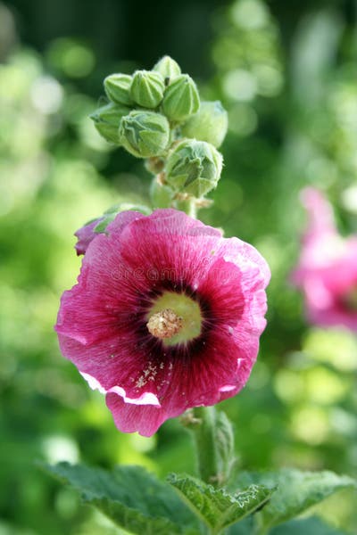 33,937 Mallow Stock Photos - Free & Royalty-Free Stock Photos from ...