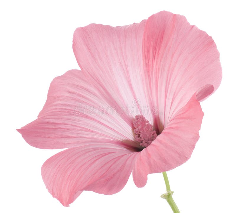 Mallow stock photo. Image of close, deep, color, pale - 16629076