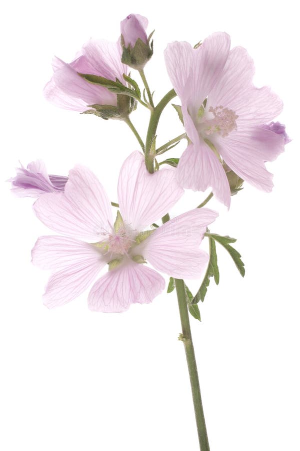 Mallow stock photo. Image of mallow, single, flower, object - 17752678