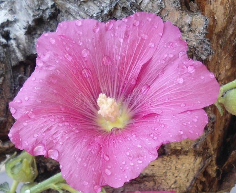 A mallow. stock photo. Image of portrait, mallow, rain - 76886100