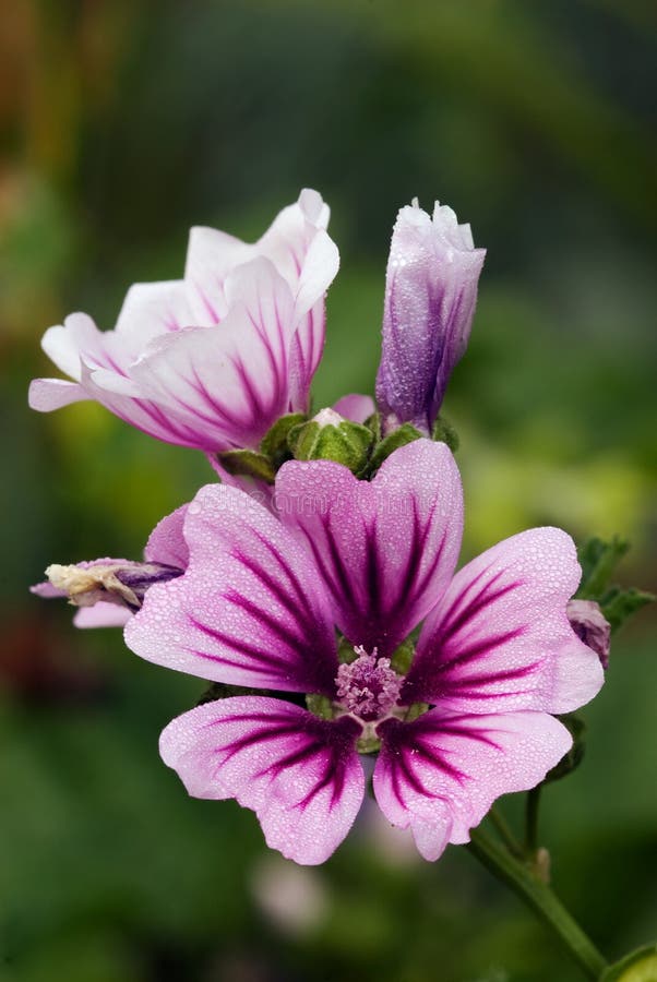 29,528 Mallow Stock Photos - Free & Royalty-Free Stock Photos from ...