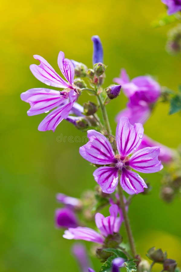Planta Da Malva Comum Com Flores E As Folhas Cor-de-rosa, Sylvestris Do ...