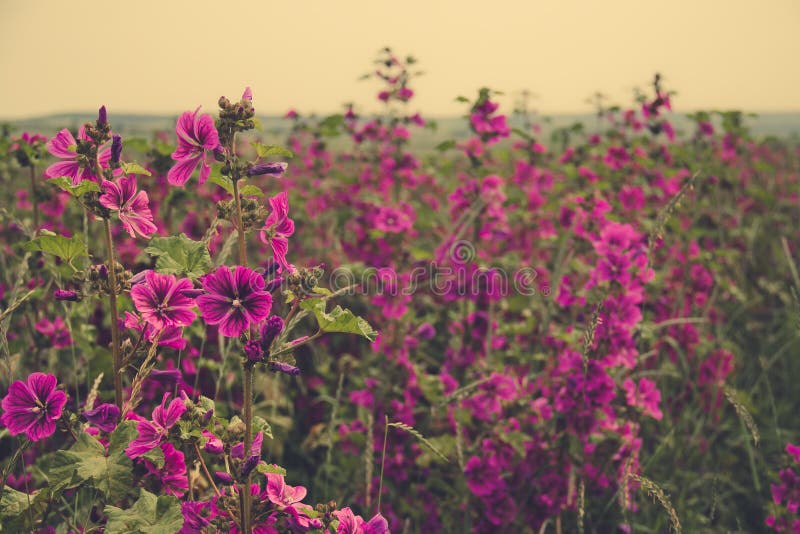 Mallow field stock image. Image of flowers, flora, petal - 72834491