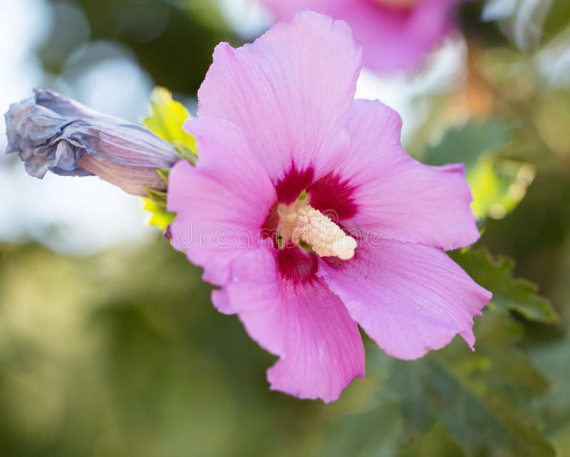 Mallow flower on a branch stock photo. Image of bright - 219177604