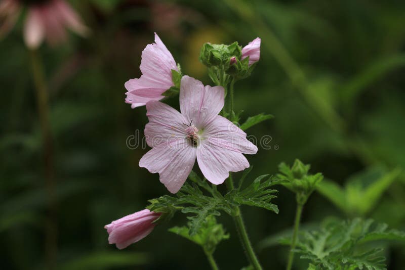Mallow Flower stock photo. Image of floral, herb, blossom - 25741186
