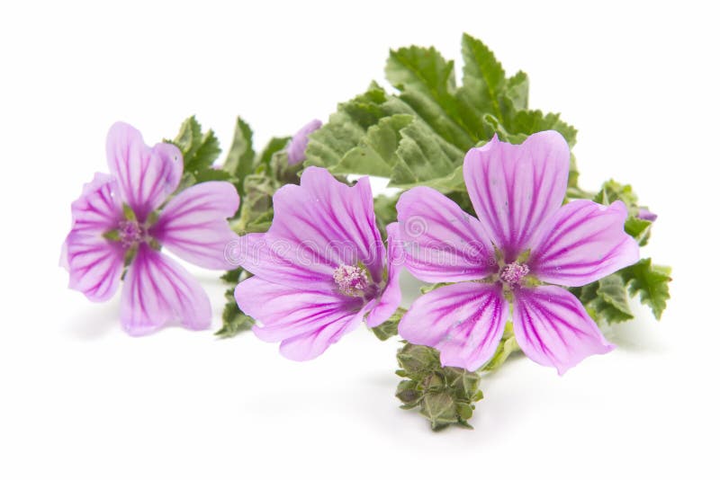 Mallow flower stock photo. Image of season, color, floral - 31969516