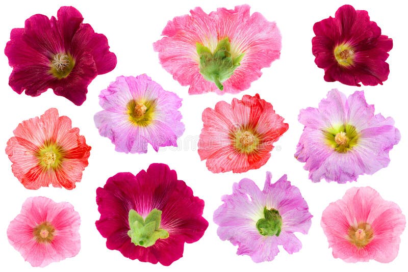 Mallow Flower Head Collection on White Stock Image - Image of summer ...
