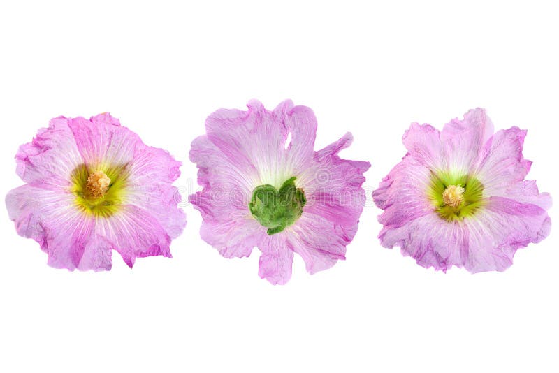 Mallow Flower Head on White Stock Image - Image of green, petal: 211542307