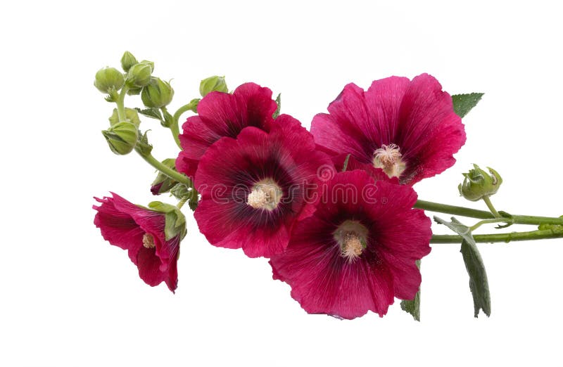 Mallow flower isolated stock image. Image of petal, green - 246486863