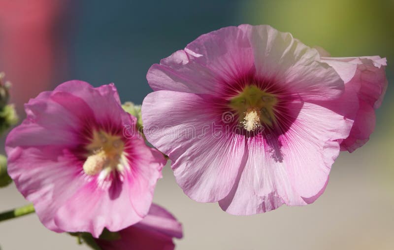 Mallow Flower Photographed Close Up Stock Image - Image of love, city ...