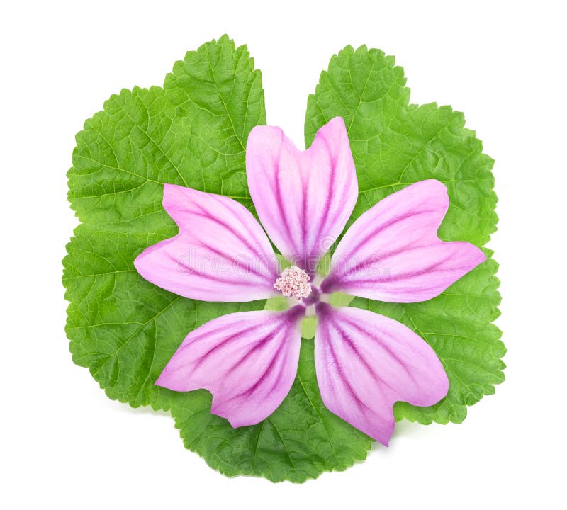 Mallow flower with leaf stock photo. Image of malva - 245167480