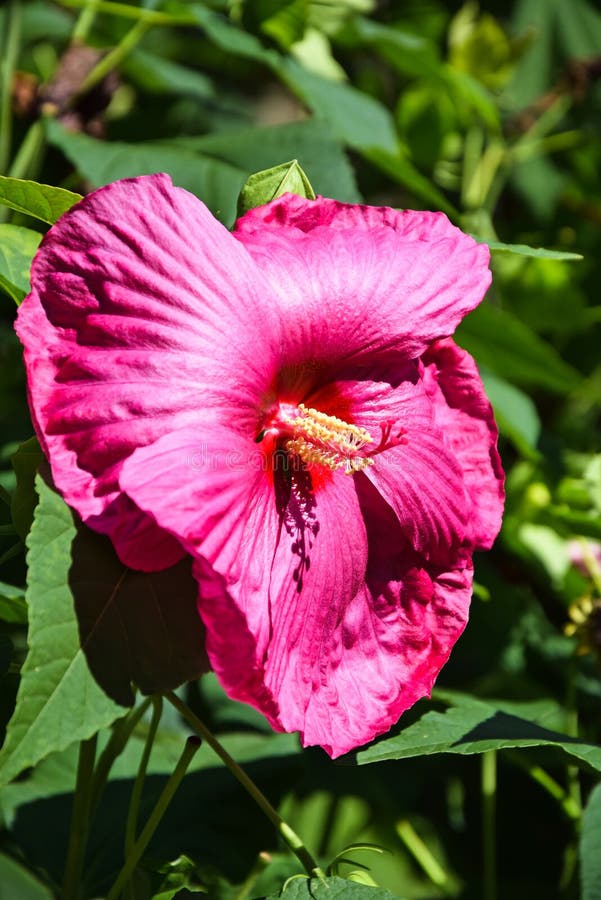 Mallow flower stock image. Image of nature, pistil, petal - 61157977