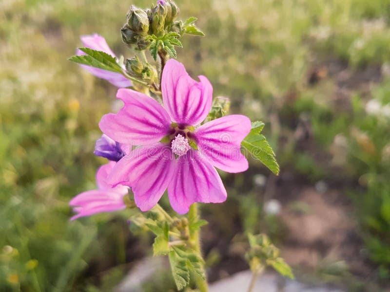 Mallow flower stock photo. Image of field, flower, purple - 115457276
