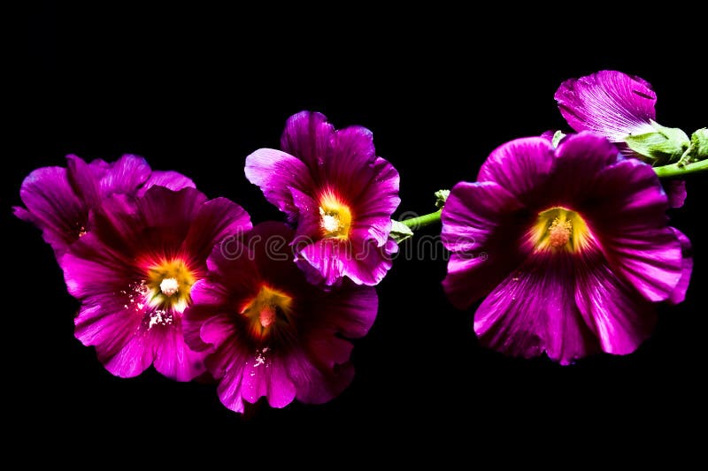 Mallow flowers stock photo. Image of beauty, green, stamen - 13063188