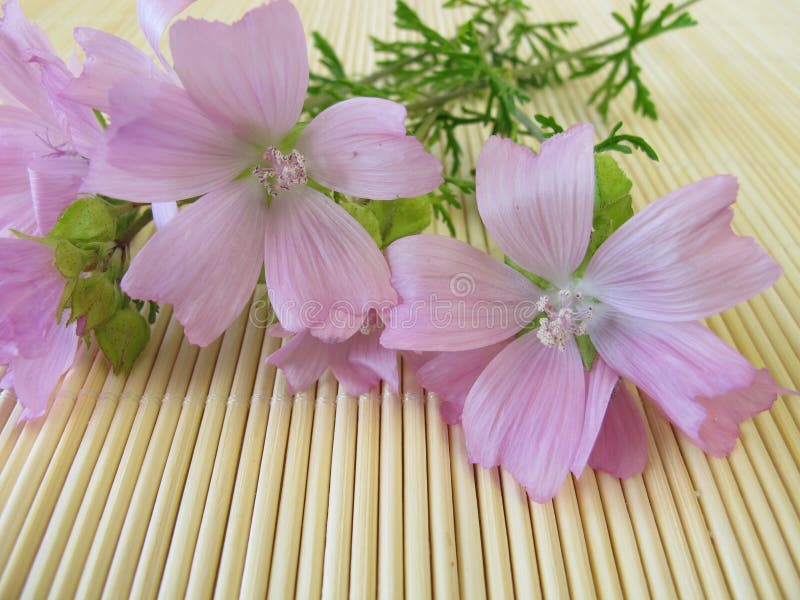 Mallow flowers stock image. Image of fruits, high, herbs - 28006975
