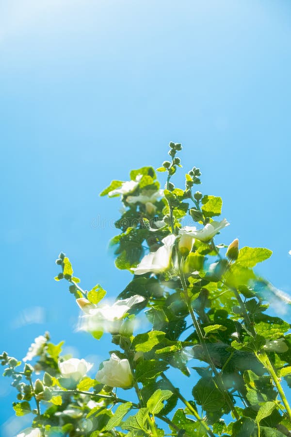 Abstract Nature Reflection in Water. Mallow Flowers and Distorted. Top ...