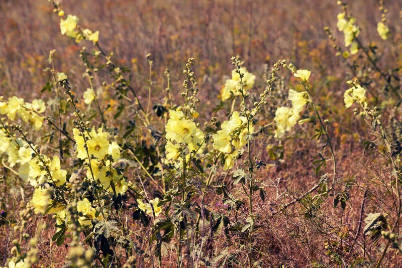 Yellow Mallow Blooming In The Meadow. Stock Image - Image of green ...