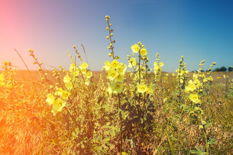 Mallow flowers stock photo. Image of summer, beautiful - 69930032