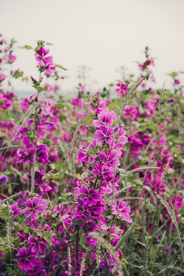 Mallow flowers stock image. Image of field, plants, flowers - 84131027