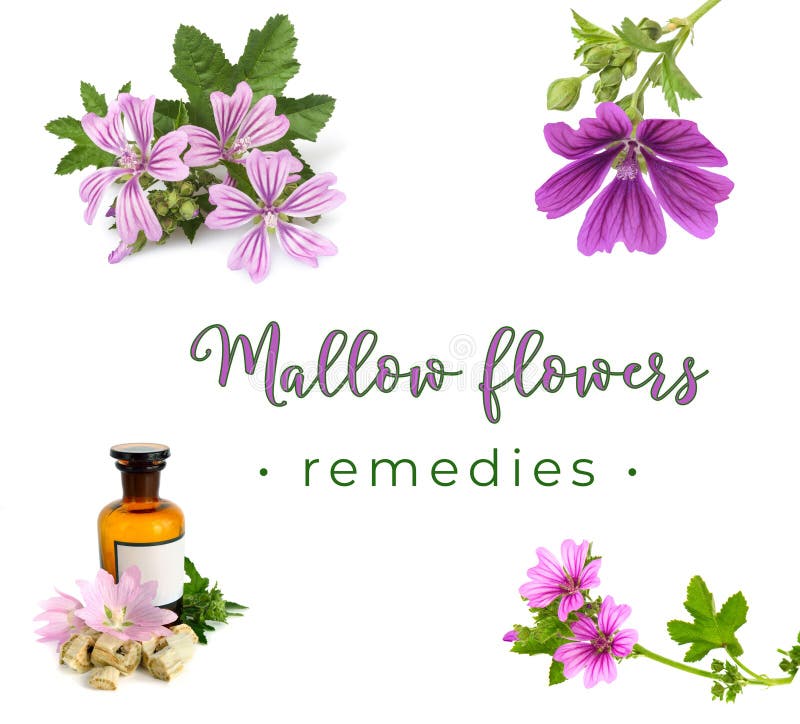 Mallow Flowers in Herbalist Advise Cover Idea Stock Image - Image of ...