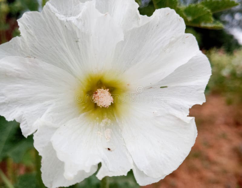 Mallow Flowers. Malva Blooms Stock Photo - Image of flora, musk: 178096206