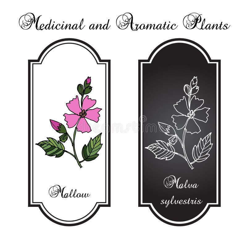 Mallow flowers stock vector. Illustration of high, mallow - 72697217