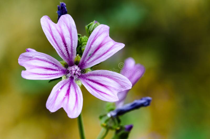 Mallow in the Foreground with Nice Background in Green Color Stock ...
