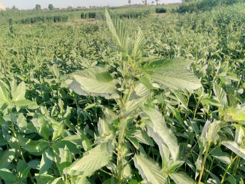 Mallow stock photo. Image of mallow, green, farm, food - 158299000