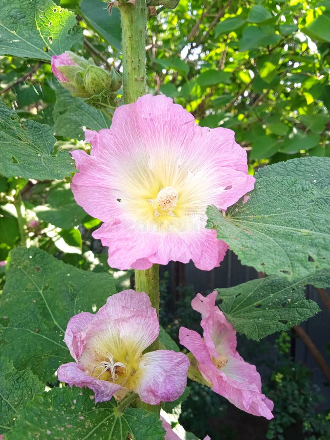 Mallow Growth Grows in the Garden. Stock Image - Image of wildflower ...