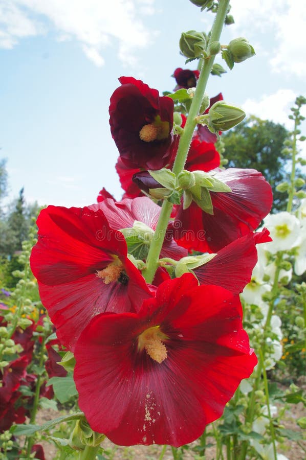 Mallow stock image. Image of floral, botany, decoration - 32360973