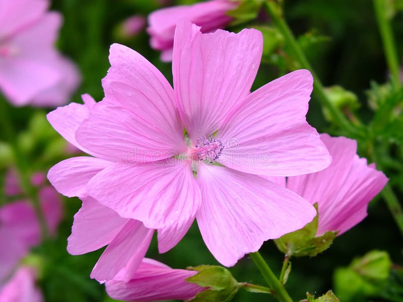 Mallow stock photo. Image of wildflower, health, brewing - 48381084