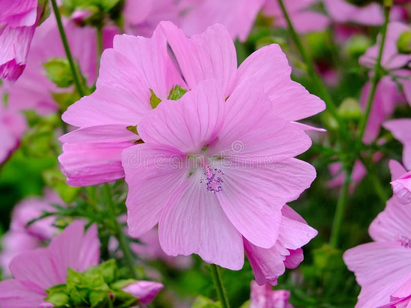 Mallow stock photo. Image of brew, wildflower, harvest - 48381094
