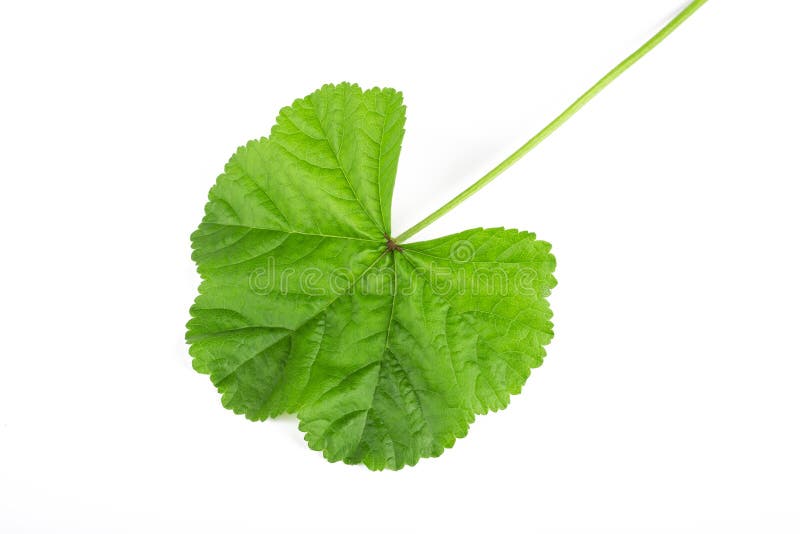 Mallow leaf stock photo. Image of bloom, parviflora - 135983776