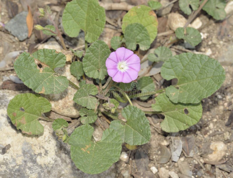 Mallow-leaved Bindweed stock image. Image of pink, convolvulus - 76758409