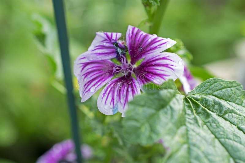 Mallow Malva Neglecta Flower -01 Stock Photo - Image of blossom, mallow ...