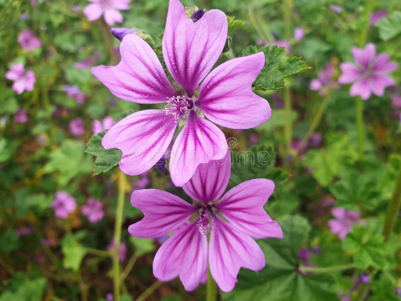 A Mallow or Malva plant stock image. Image of park, environment - 185250865