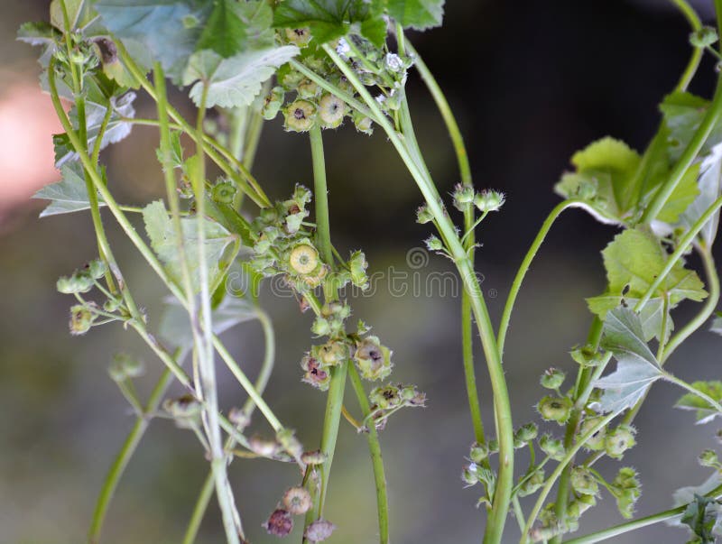 Mallow, Malva Pusilla, Malva Rotundifolia Grows in Nature in Summer ...