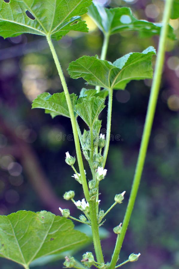 Mallow, Malva Pusilla, Malva Rotundifolia Grows in Nature in Summer ...