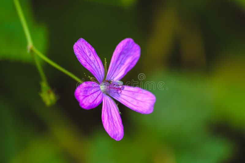Mallow - Malva Sylvestris. Close Up of a Wild Mallow Stock Photo ...