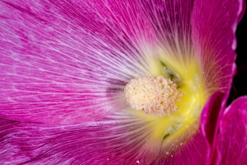 Mallow, medicinal plant stock photo. Image of closeup - 41931700