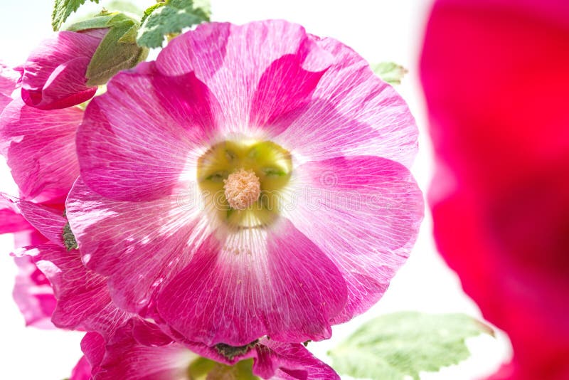 Mallow, medicinal plant stock photo. Image of closed - 41259648