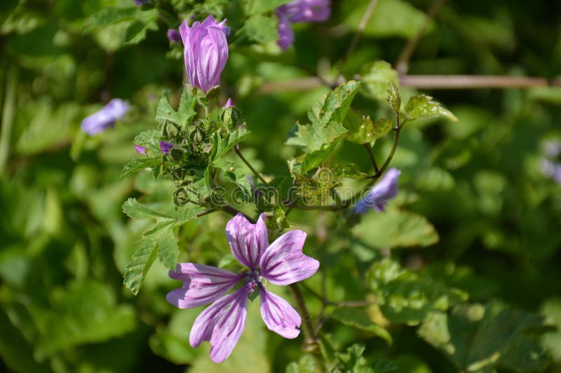 Mallow - medicinal plant stock photo. Image of medicinal - 299980692