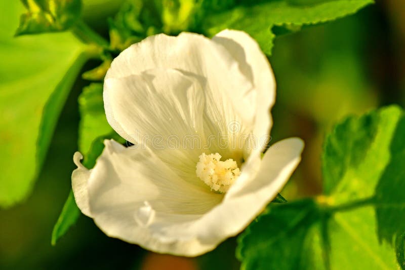 Mallow, Medicinal Plant with White Flower Stock Image - Image of ...
