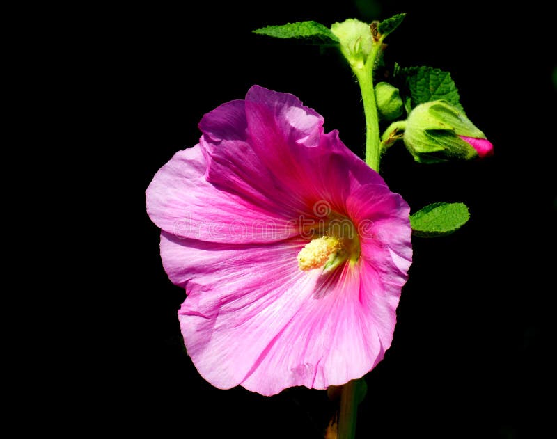 Mallow stock image. Image of plant, pink, summer, field - 77435163