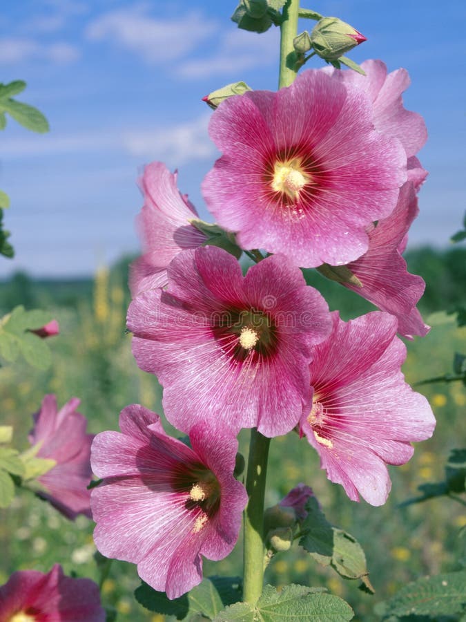 28,592 Mallow Stock Photos - Free & Royalty-Free Stock Photos from ...