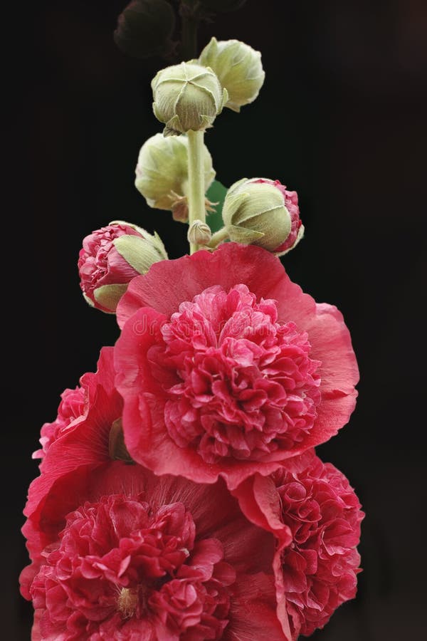 Pink Terry Tulip in Flower Bed Stock Image - Image of tulip ...