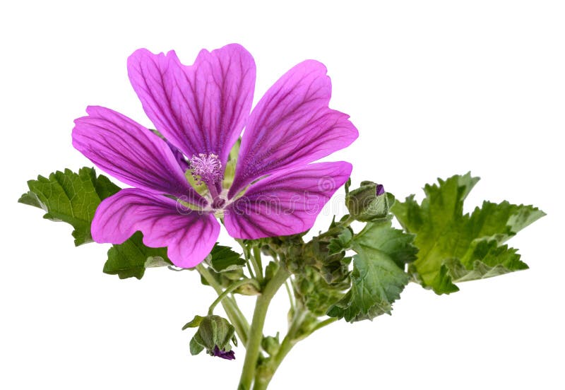 Mallow plant with flower stock image. Image of isolated - 313361361